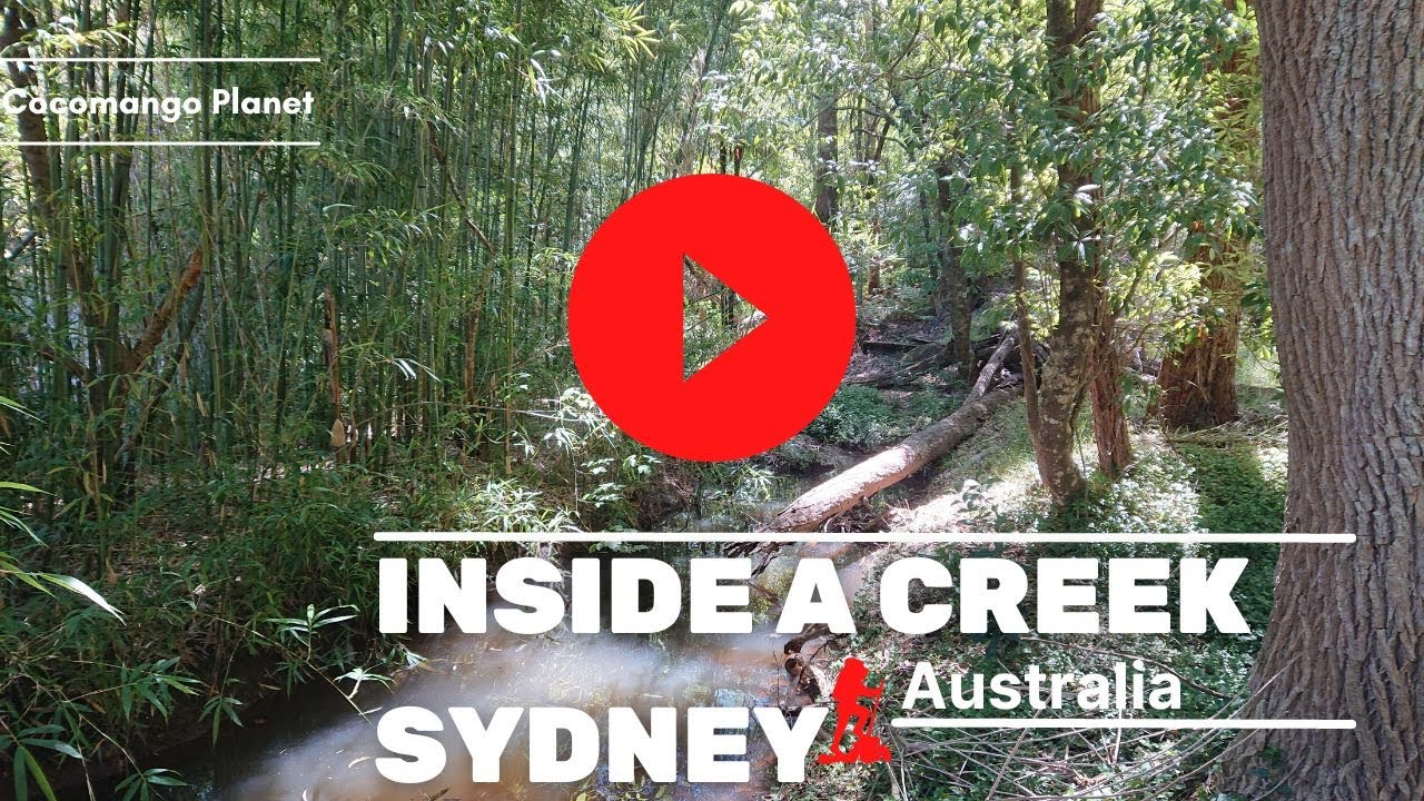 Wondering What’s Inside An Australian Creek? | Bushwalk Sydney ...