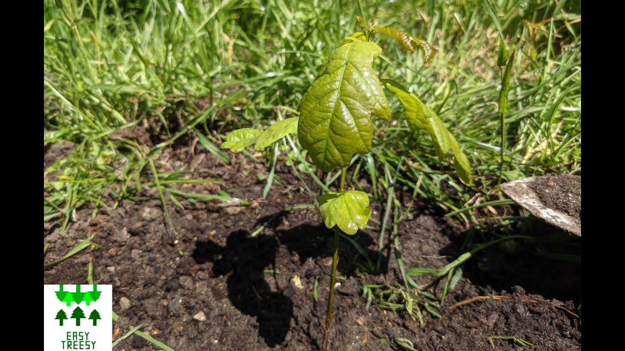 Planting my oak sapling from an acorn! - YouTube