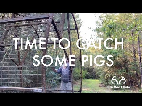 Time to Catch Some Pigs - YouTube