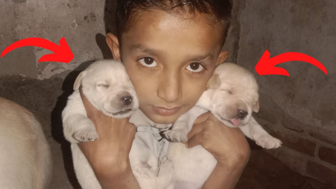 11 Days Old Labrador Puppies Growing Up Funny Moments | Vvs Vlog - YouTube