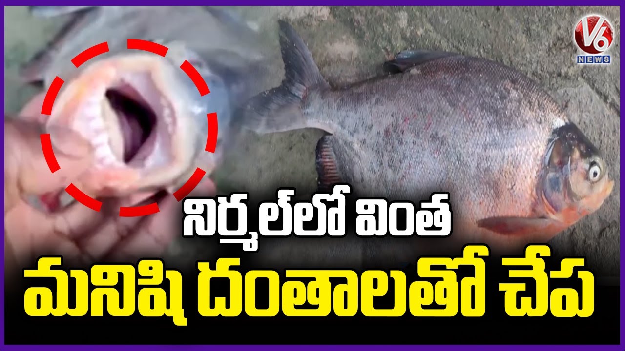 Fisherman In Nirmal Caught Strange Fish Human Like Teeth | V6 News ...