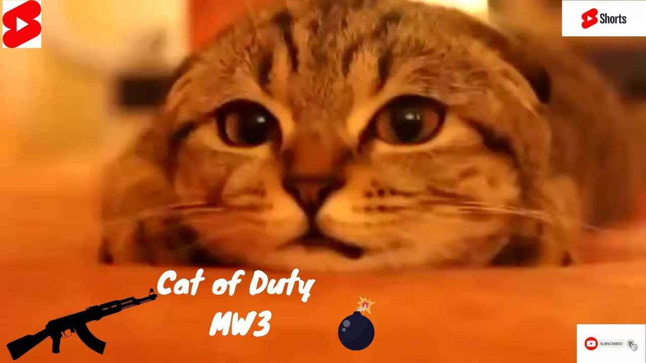 Cat of Duty MW3 #SHORTS - YouTube