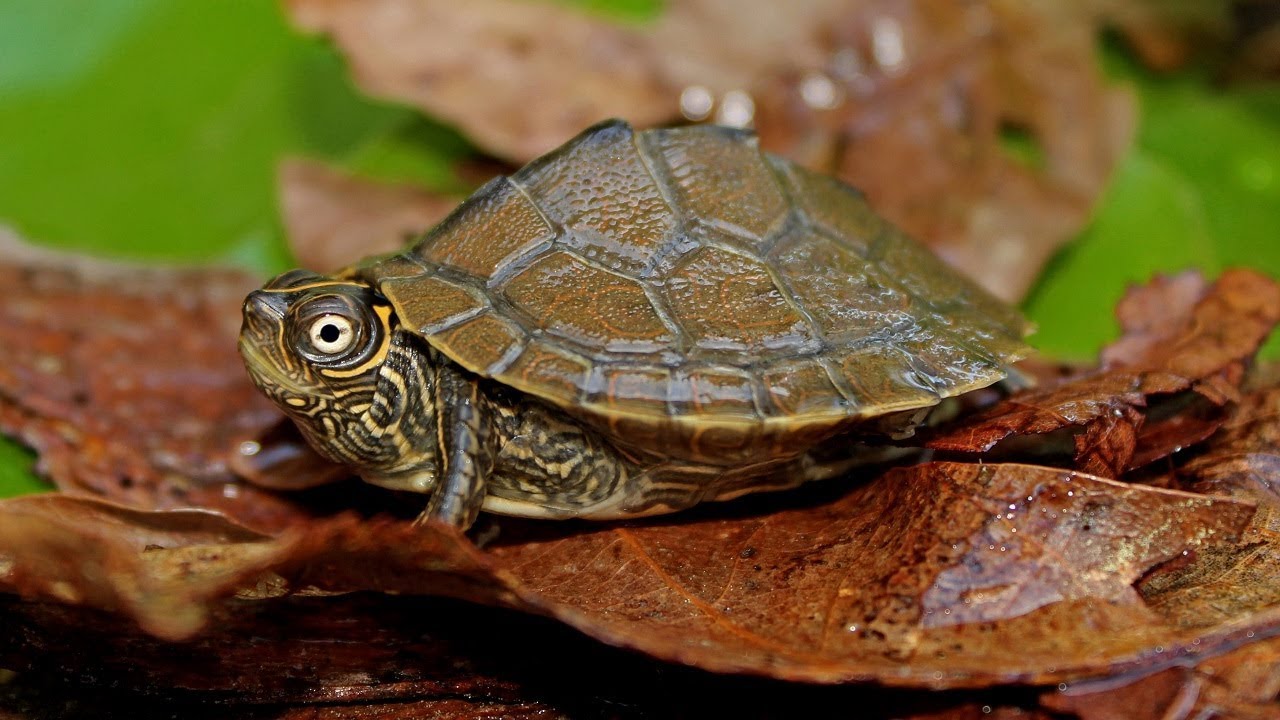 FALSE MAP TURTLE #Graptemys pseudogeographica - YouTube