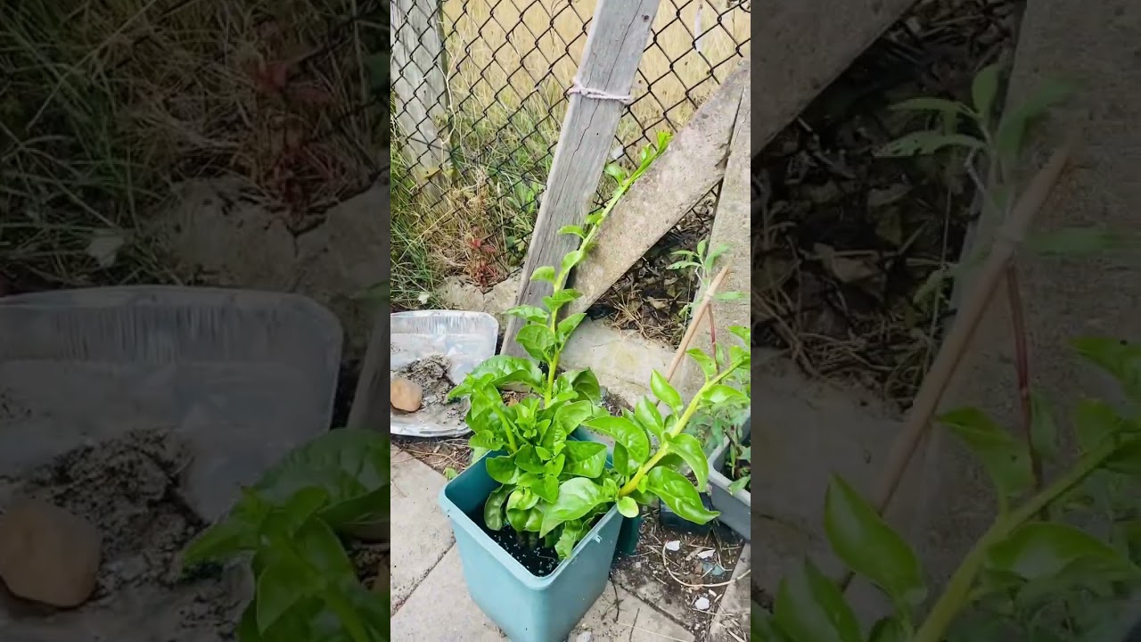 Kodu,uri,tomatoe,Lalshak,potol soho fresh vegetables our gardens - YouTube