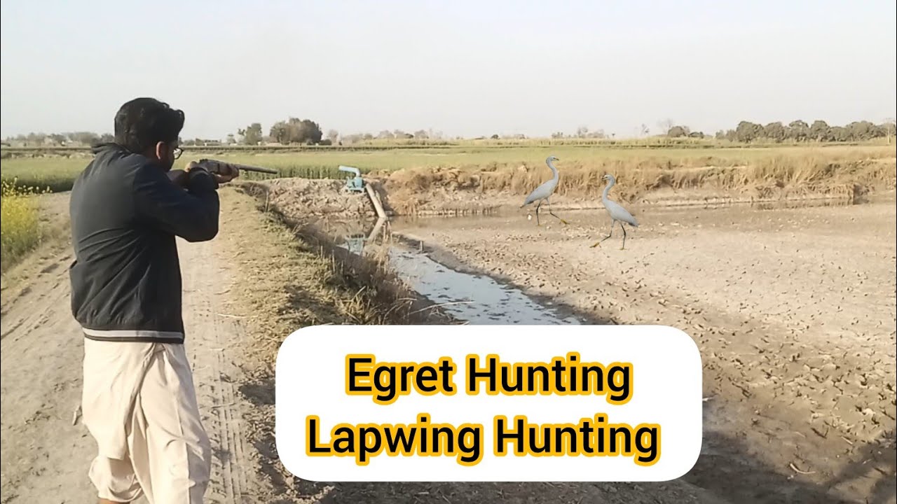 Hunting Video _ Bagla Hunting _ Lapwing Hunting_Hunting With Gun 12 bor ...