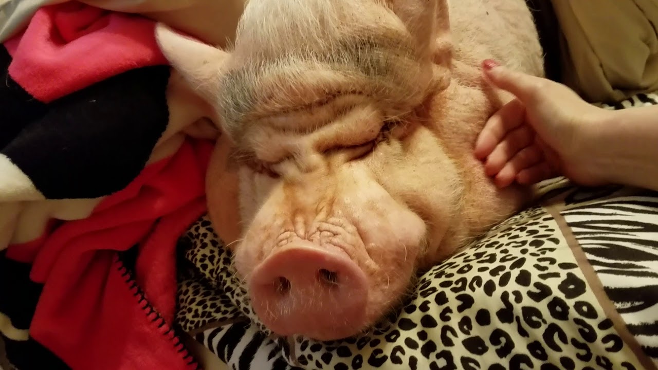 MONDAY MORNING ROUTINE FOR A "MINI PIG" - YouTube
