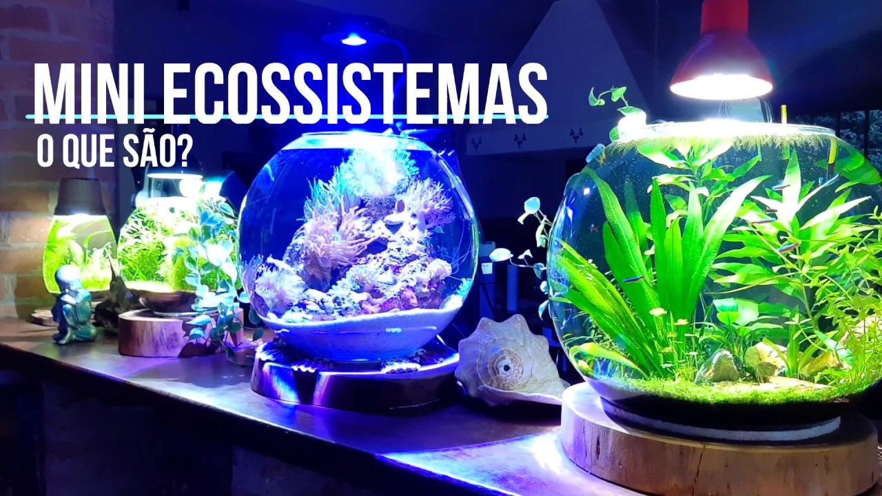 O Que São Mini Ecossistemas? - YouTube