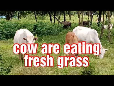 Animals are eating fresh grass - YouTube