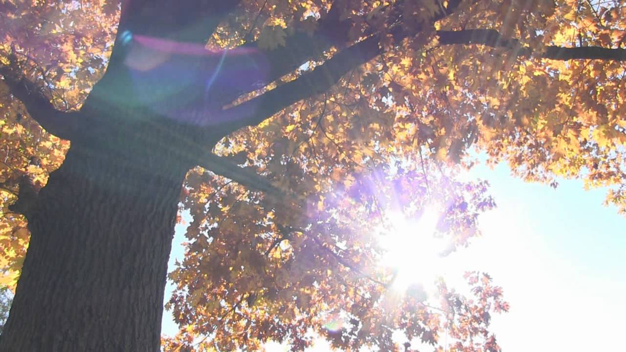 One Hundred Trees Part 8 - YouTube