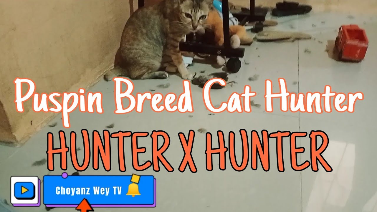 Amazing My Puspin Cat Breeding Hunting Bird at Home - YouTube
