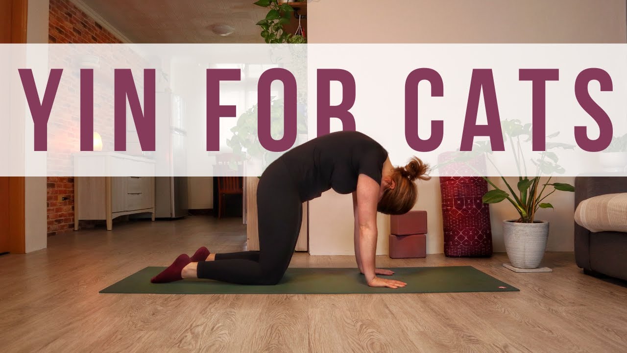 Cat-Inspired Yin Yoga for Quiet Cats 🧶 - YouTube