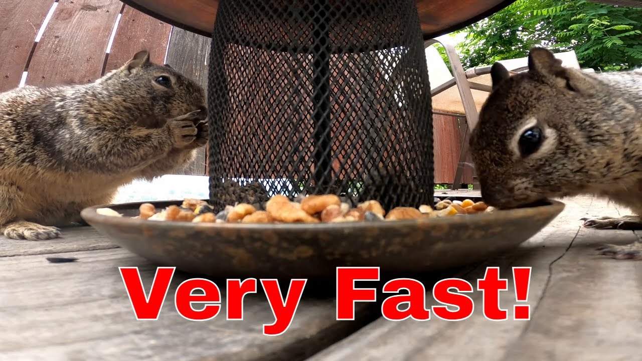 How Fast Do Squirrels Eat? - YouTube