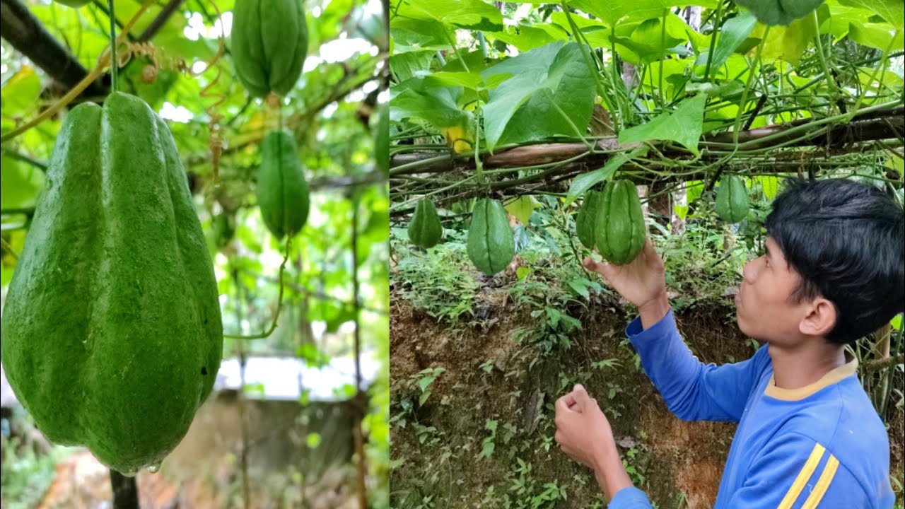 ide menanam labu siam di belakang rumah yang menakjubkan - YouTube