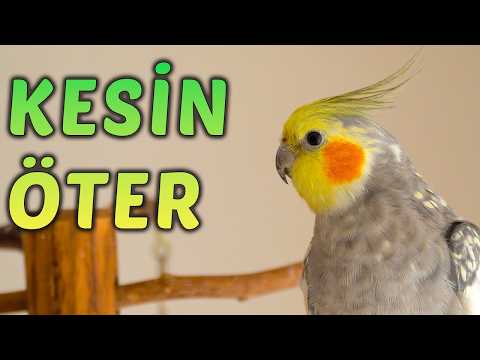 🎶 Sultan Papağanı Ötüşü - Erkek Sultan Papağanı Sesi Kesin Öter!