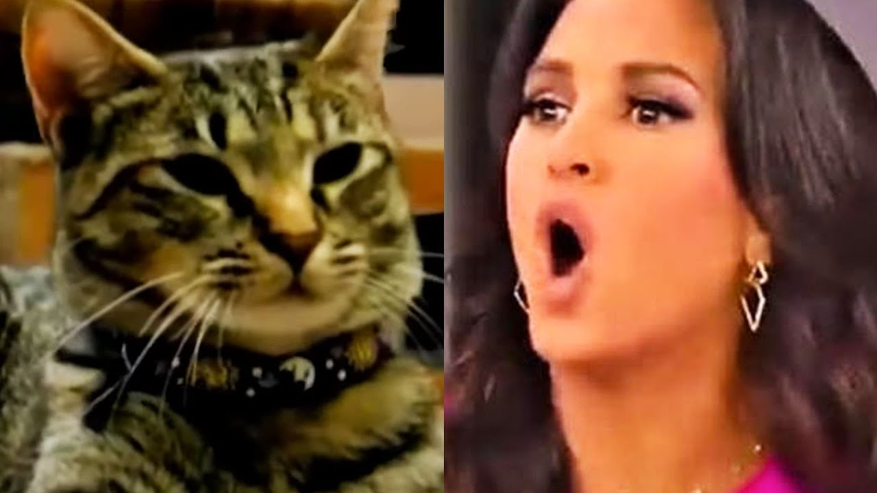 Fox Host LOSES HER MIND Over Cats On College Campus - YouTube