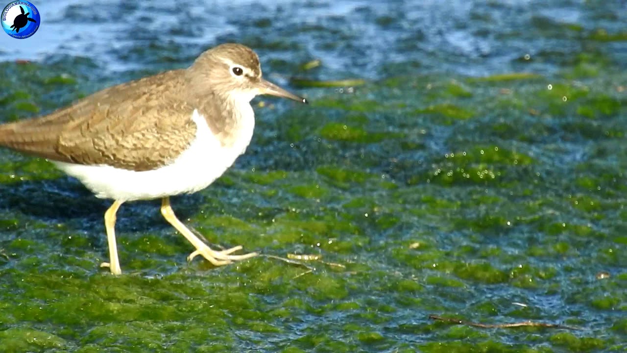 piro piro piccolo in laguna - YouTube