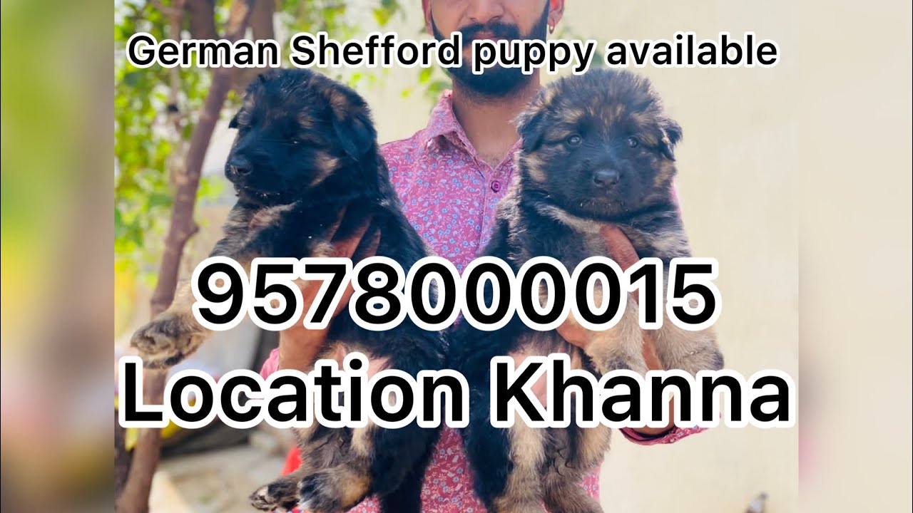 German Shefford puppy available 9578000015 #mandeepsekhonalamwala - YouTube