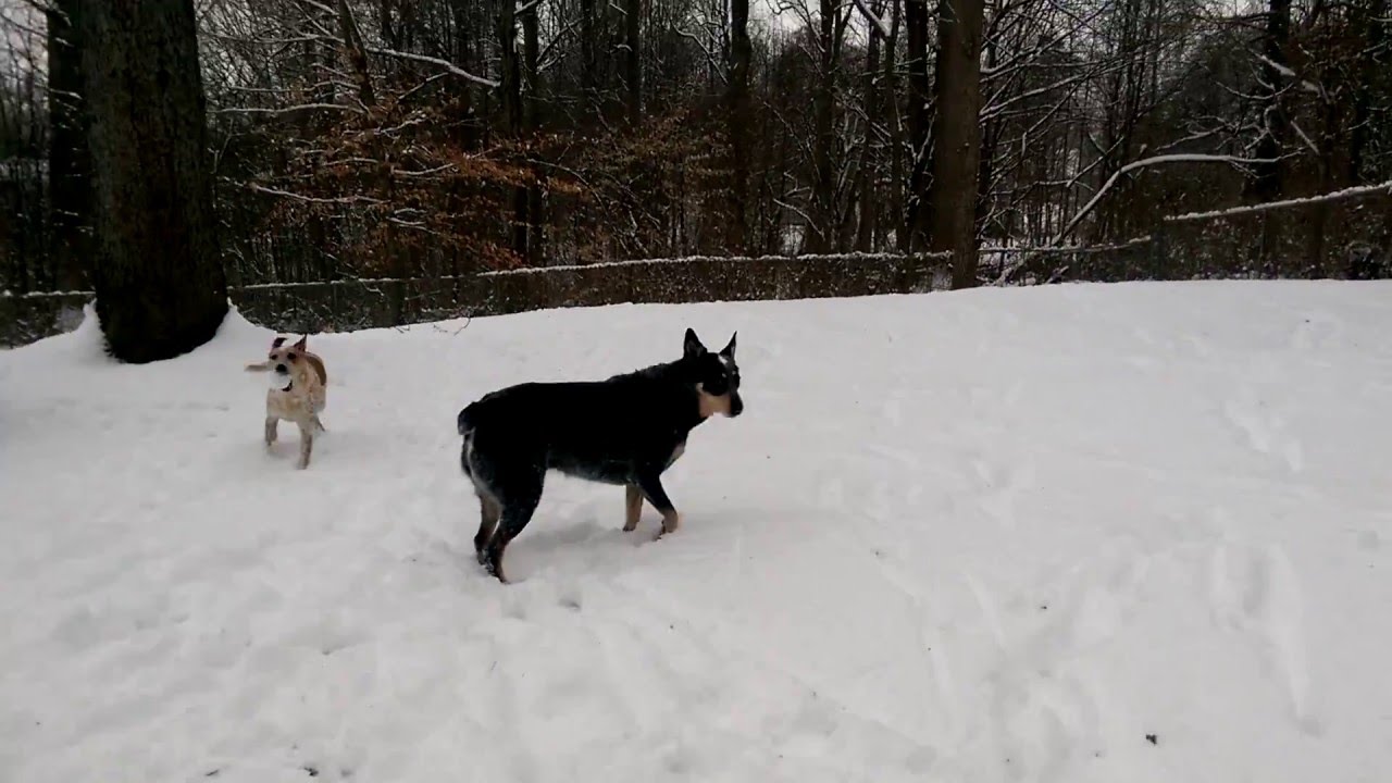 Snow Crazy - YouTube