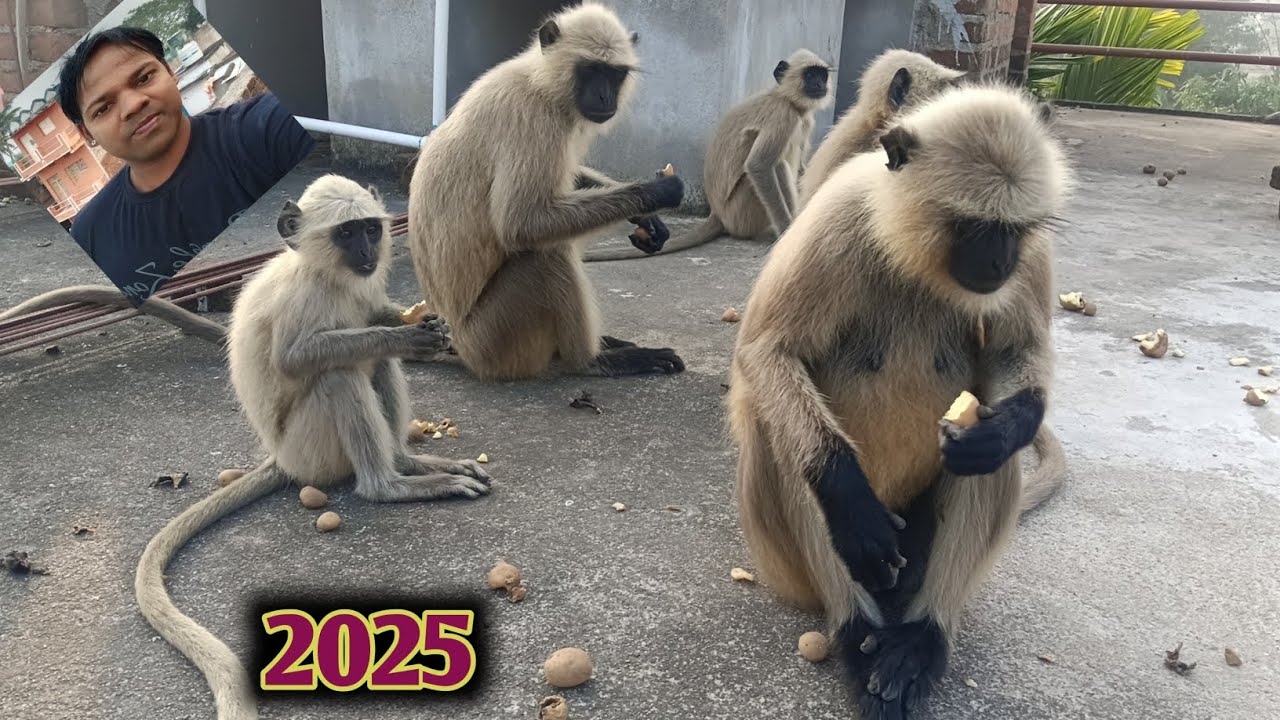 ♥️ Special Bhanjanagar Monkey Eating Food Alu Video 2025|Only Desi ...