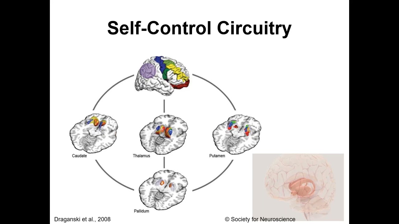 Self-Control Gone Awry: The Cognitive Neuroscience Behind Bulimia ...