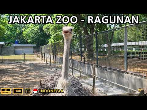 Ragunan, Cakarta 4K HDR-da Piyada Turu | Biletin Qiyməti Cəmi 23 Sent ABŞ Dolları!