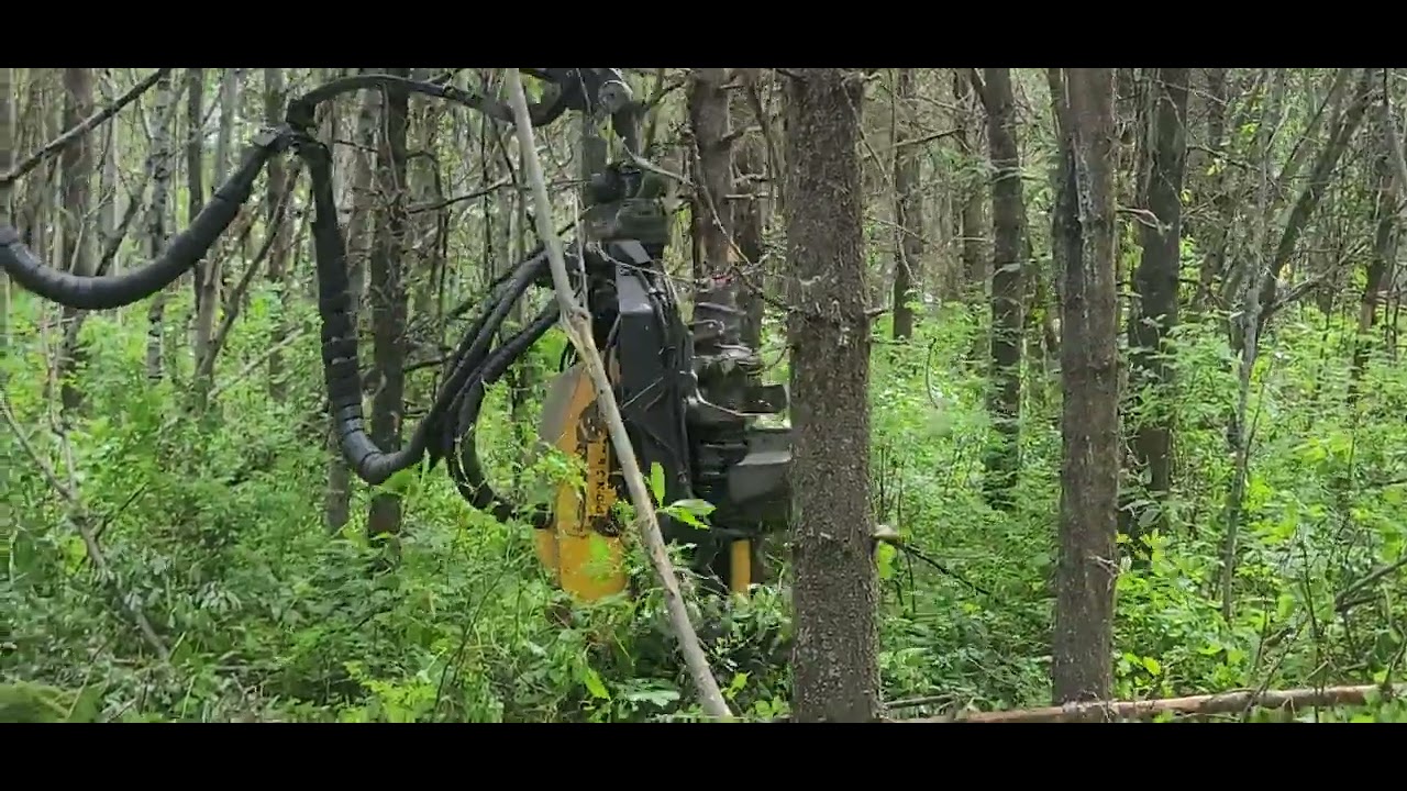 Selective logging harvester demonstration - YouTube