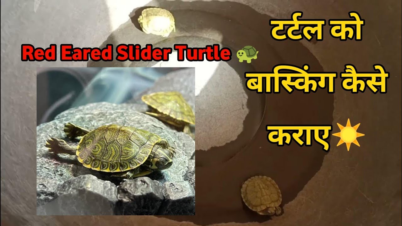 res tartal | beby turtle ko basking kaise kare ye | red eared slider ...