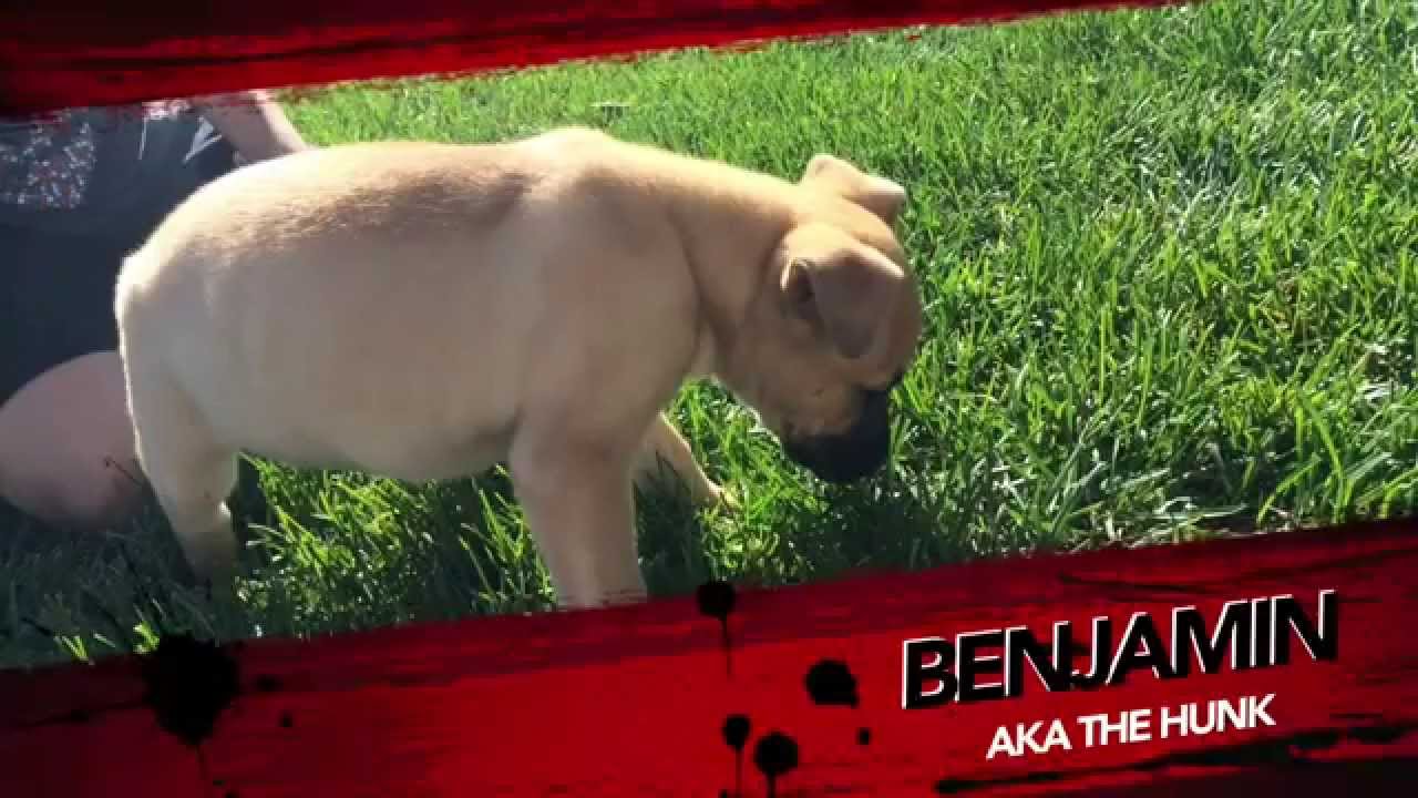 Rescue Puppies - YouTube