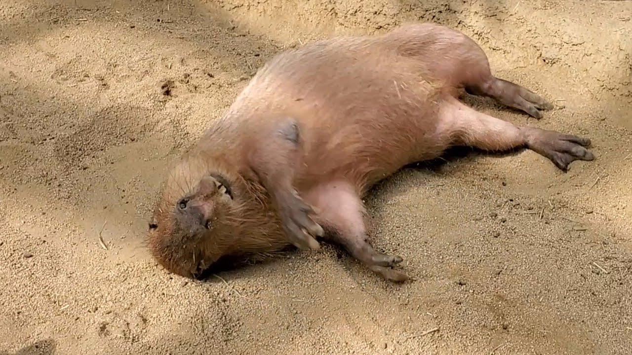 ゴロゴロ寝転んだら楽しすぎた♡カピバラさん。Capybaras Happy Rolling 神戸どうぶつ王国 - YouTube