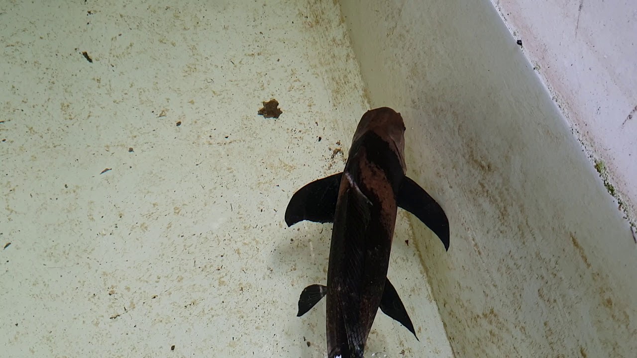 Giant 20inch Chinese High Fin banded Shark - YouTube