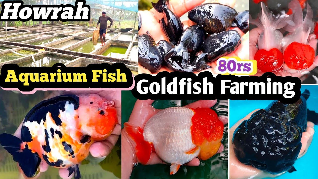 Gold fish Farm | Aquarium Fish Price | Aquarium Fish Farming| Howrah ...