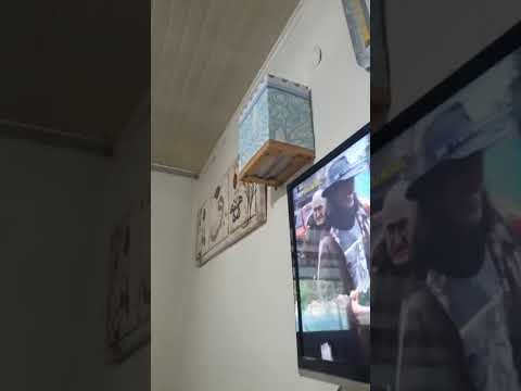 Aranan muhteşem Saka ötümü