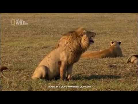 El león más cagado de risa - YouTube