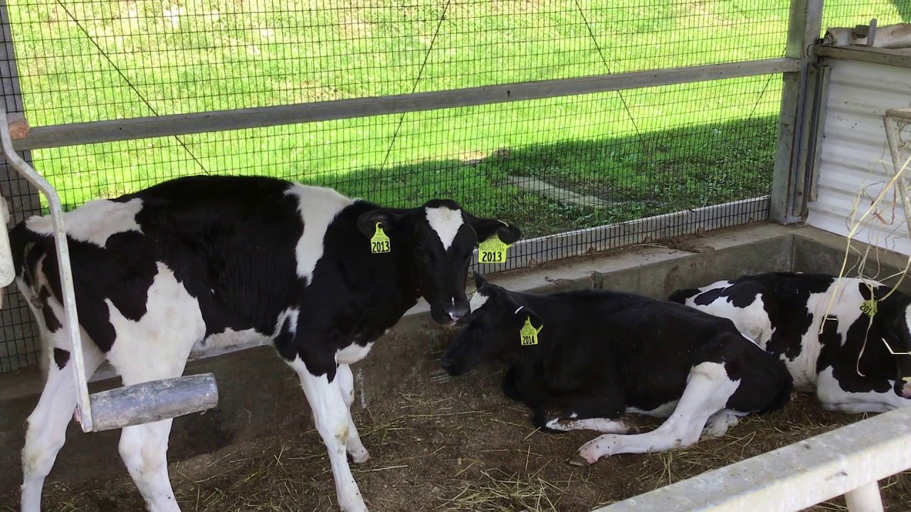 Fayette Connection - Jackson Farms - YouTube