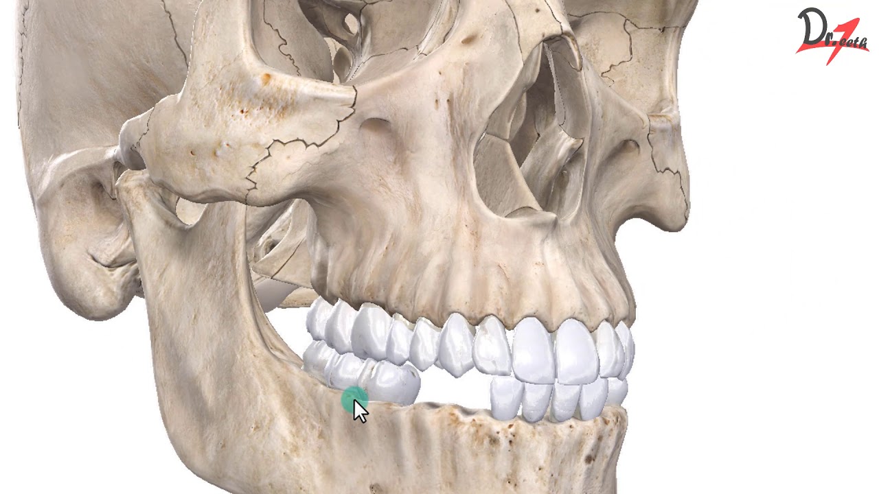 Moyer's mixed dentition analysis - YouTube