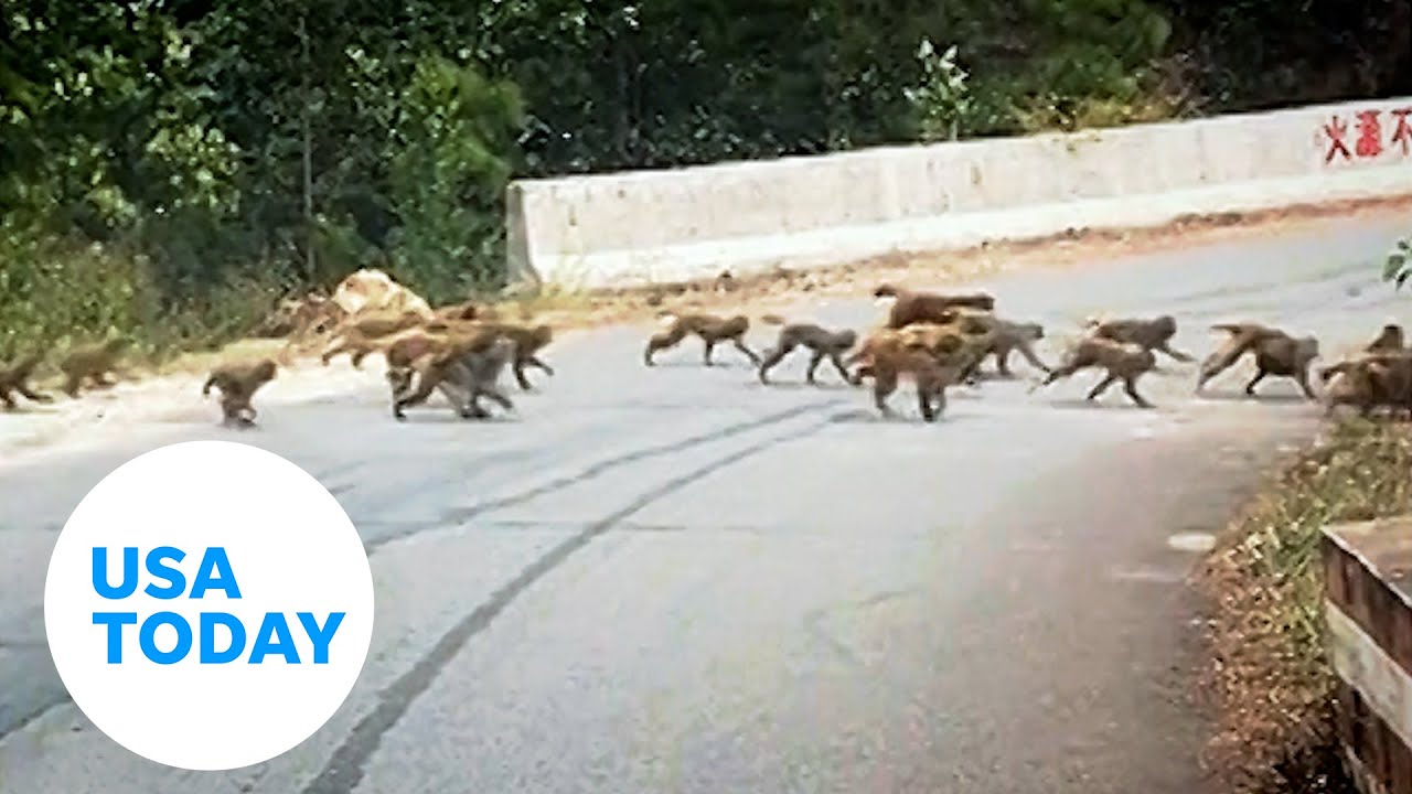 Monkeys halt traffic on mountainous road in China | USA TODAY - YouTube