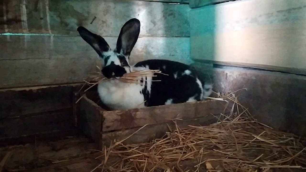 Cum își face cuib iepuroaica? 🐇🐰🐇 - YouTube