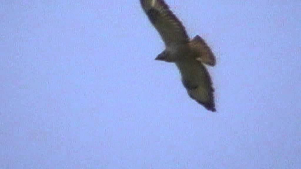 Common Buzzard in flight juveniles calling in background - YouTube