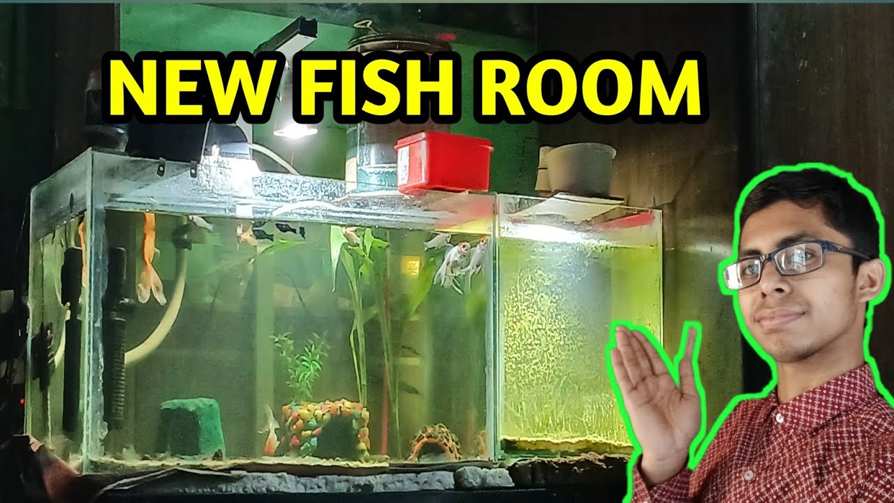 Mara all fish tank transfer ho gay || all fish tank transfer in new ...