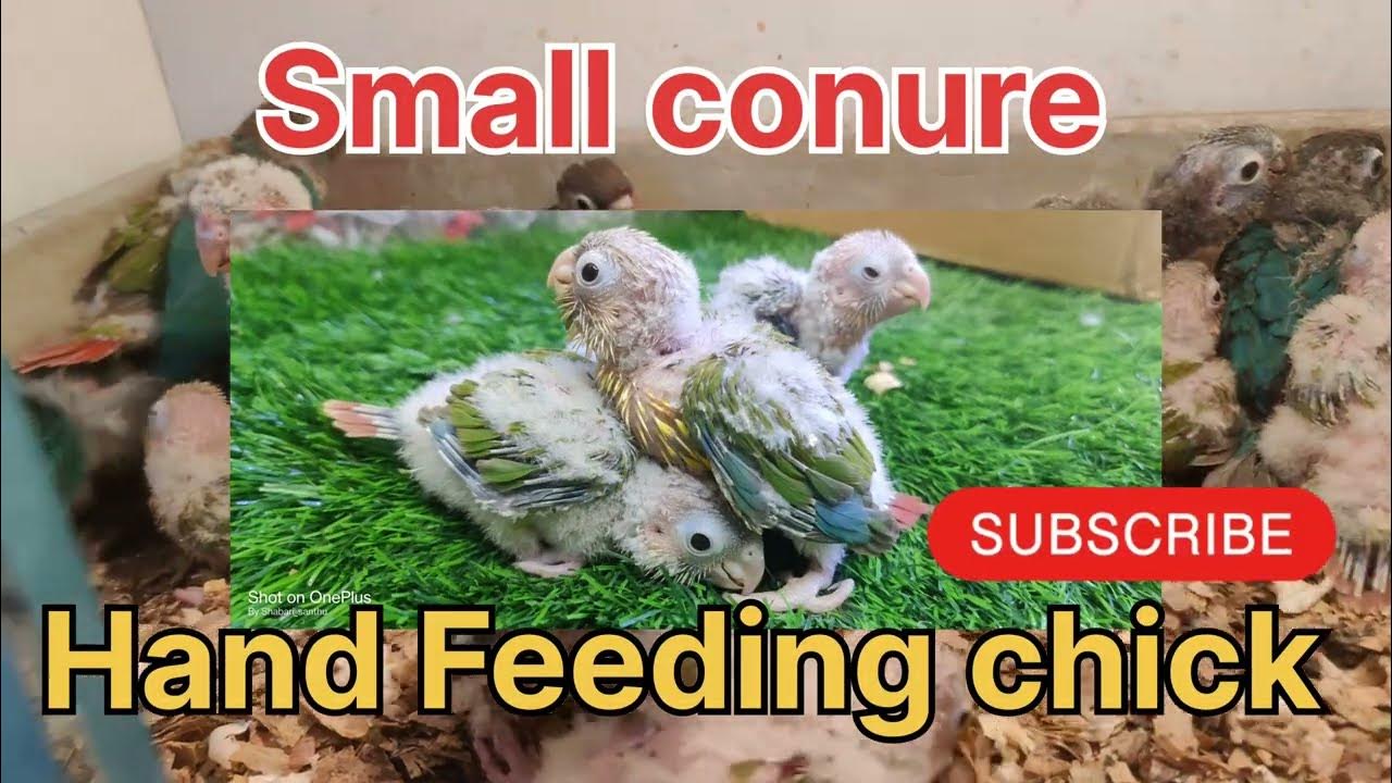 Hand Feeding chick | Pineapple conure || @pavantalks7315 @SunilRaoTalks @carsgurukannada - YouTube