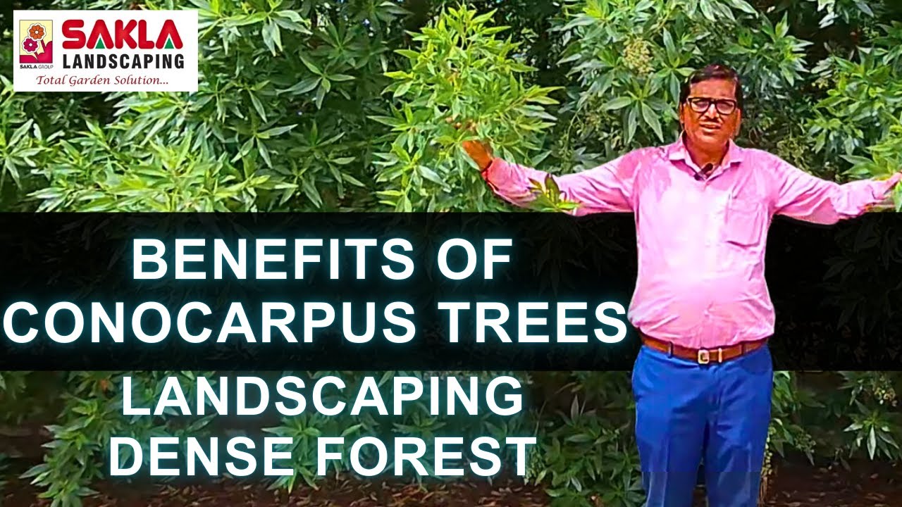 BENEFITS OF CONOCARPUS TREES | SAKLA LANDSCAPING - YouTube