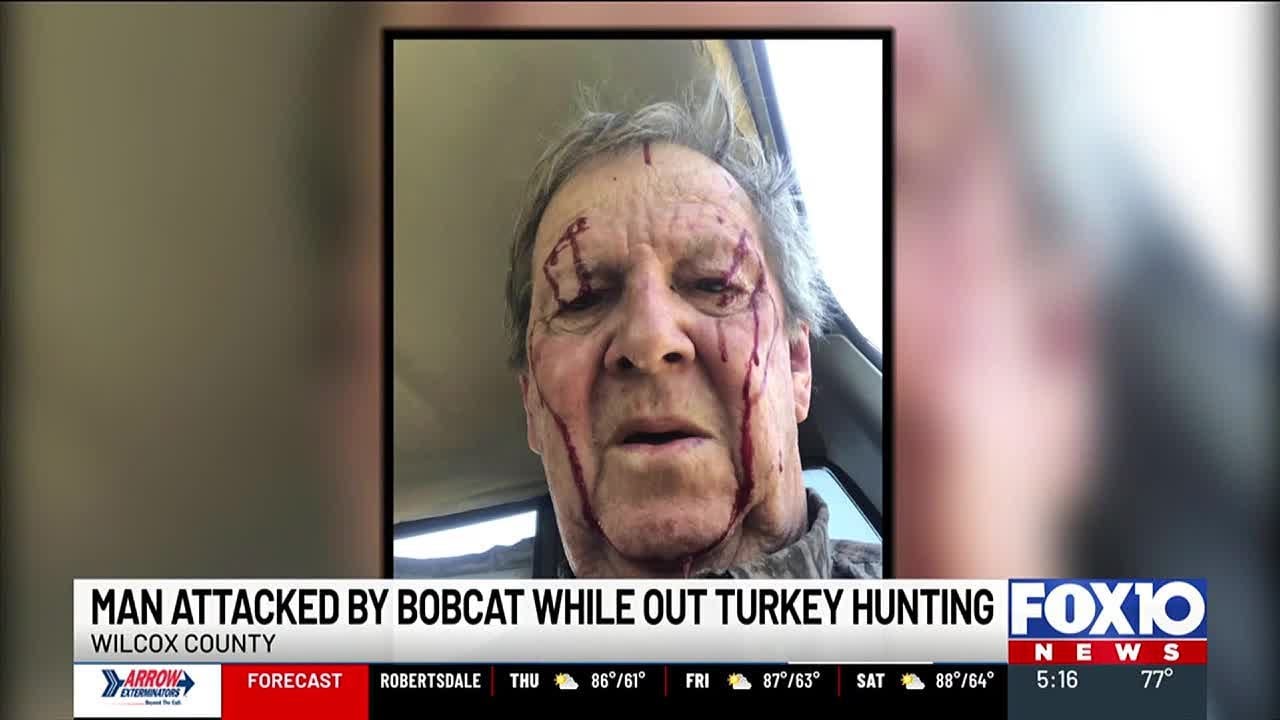 Man attacked by a bobcat while turkey hunting - YouTube
