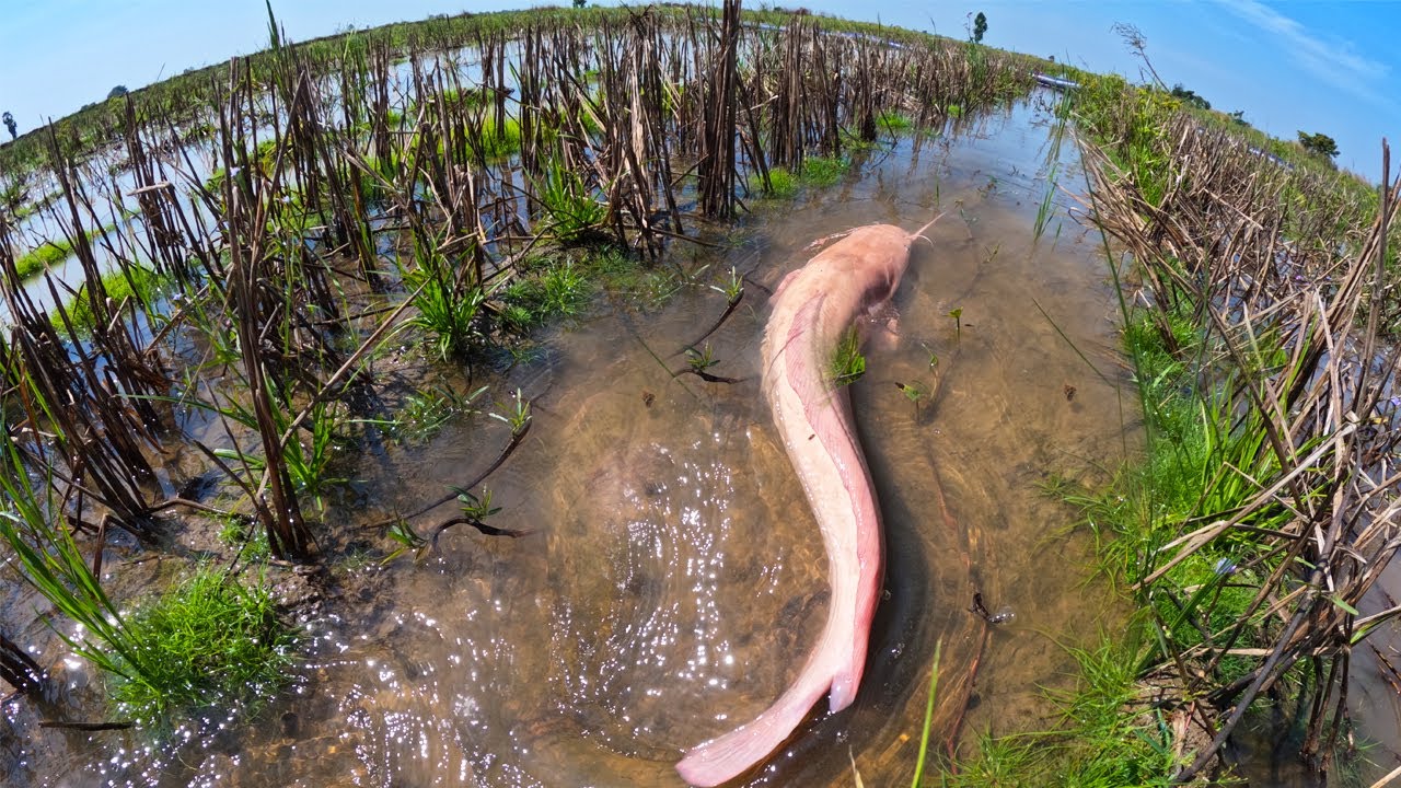 Awesome Fishing! smart fisherman catch a lot of fish in clear water at ...