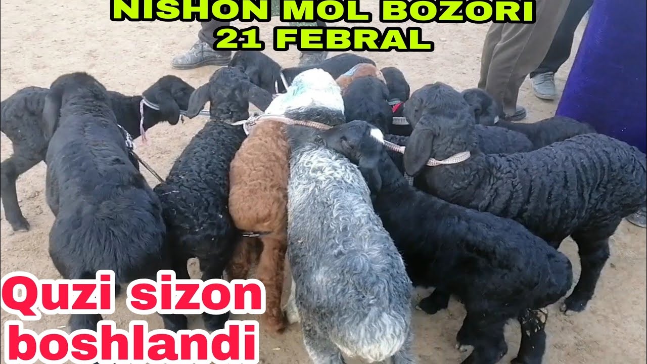 NISHON TUMANI 1 SOVXIZ BOZORI NARXLARI 2023.21 FEBRAL - YouTube