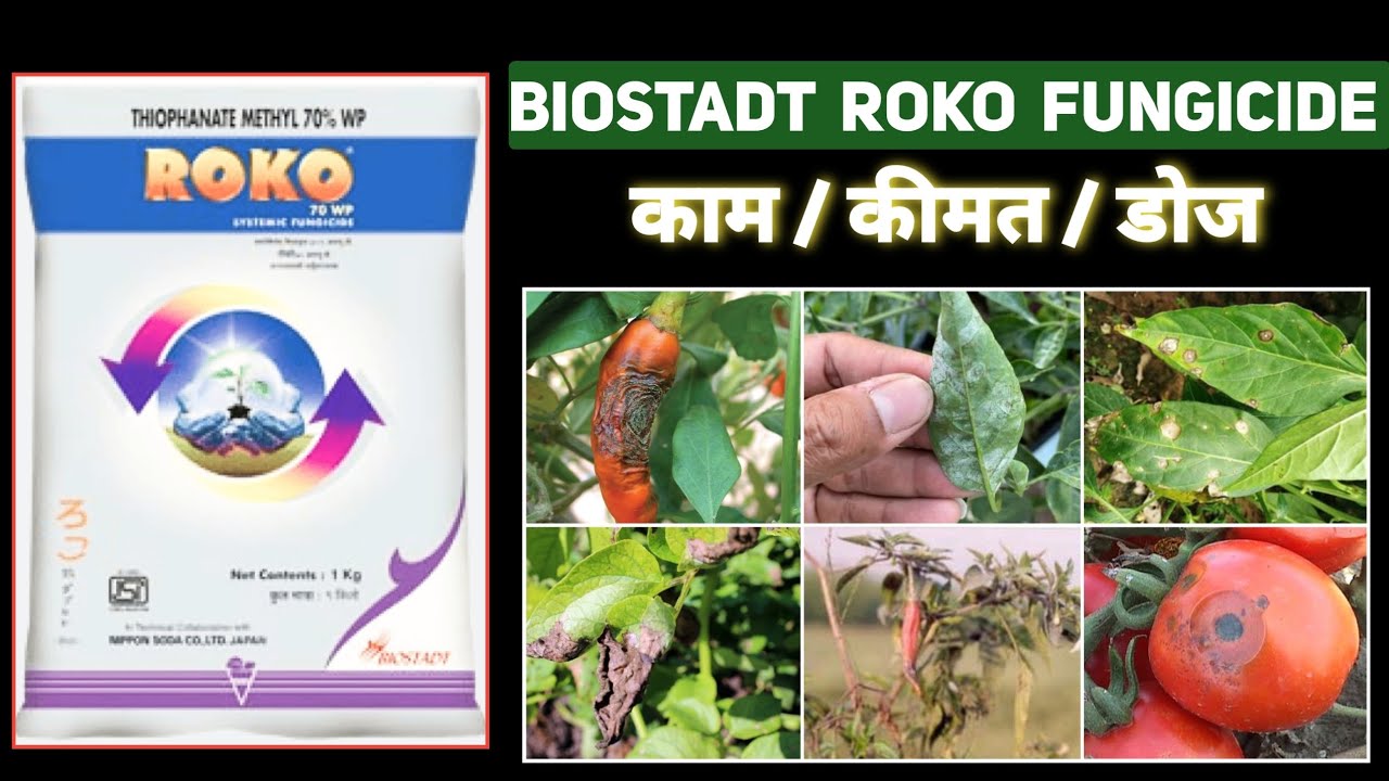 Roko fungicide|| Roko Drenching || fungus control - YouTube