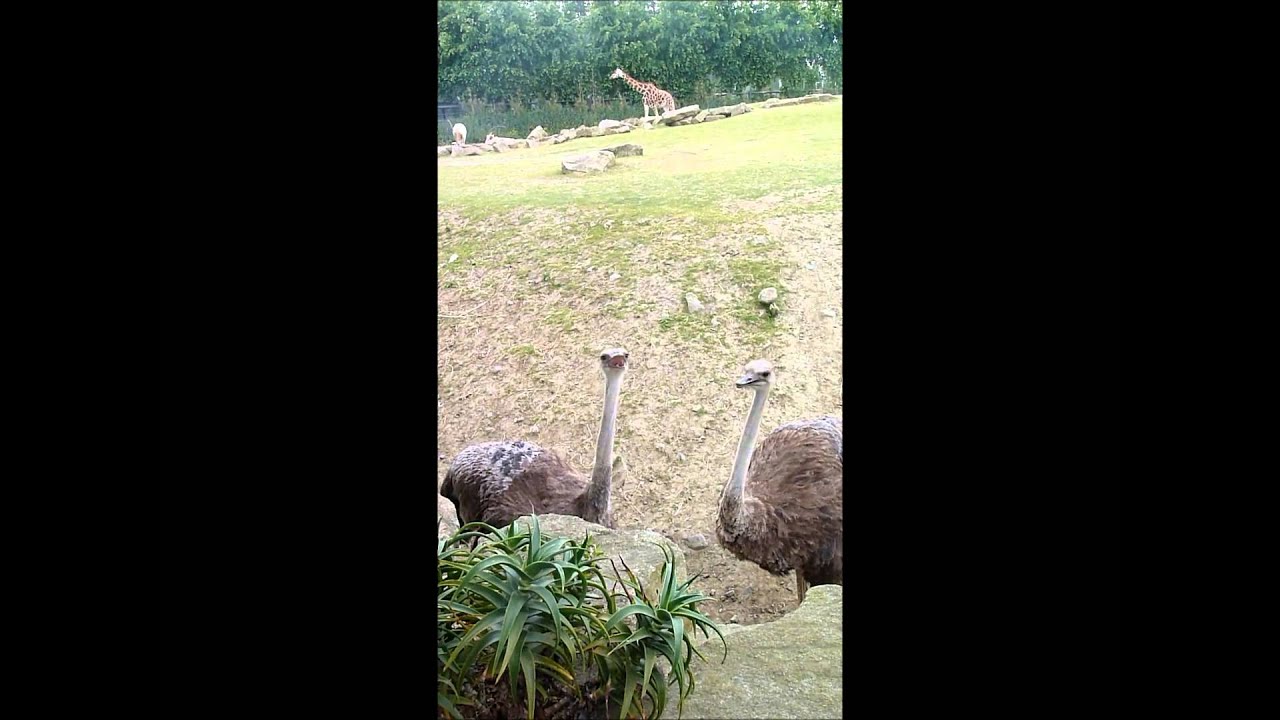 Ostrich Pecking @ Dublin Zoo - YouTube
