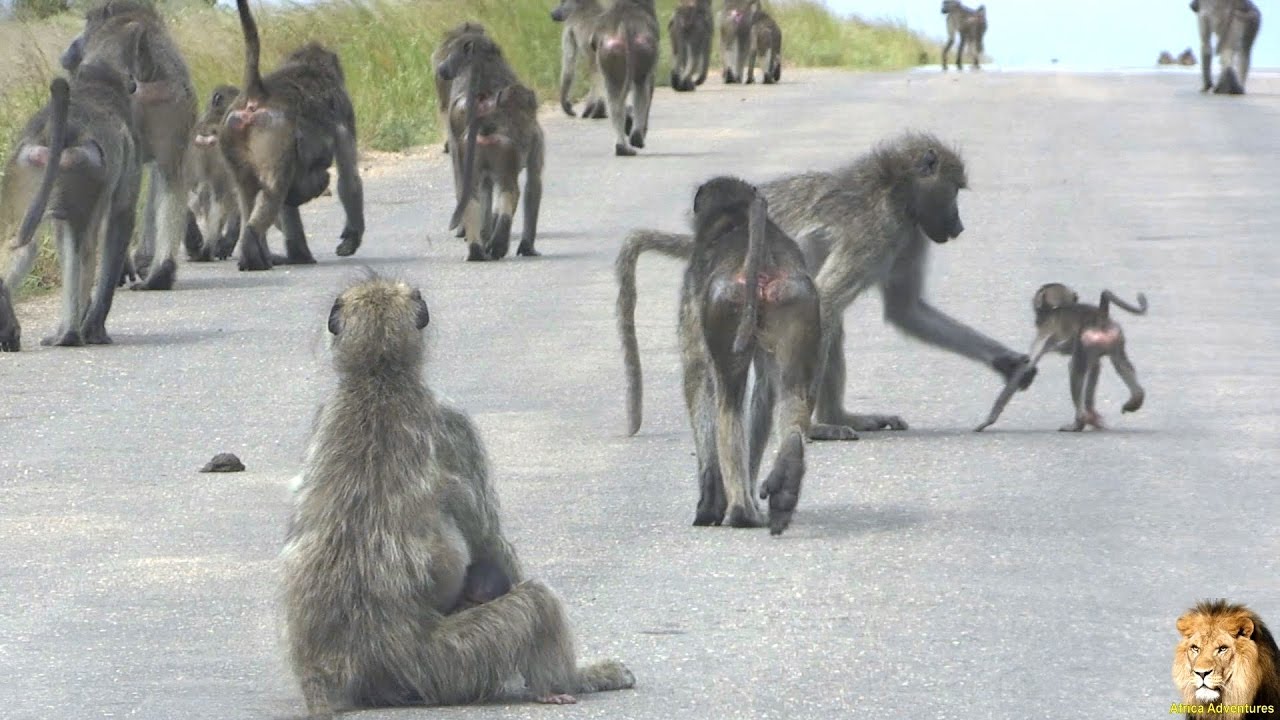Baboons With Lots Of Babies Road Block - YouTube