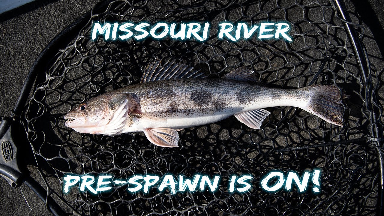 WALLEYE & SAUGER on the Missouri River (80lb FISH & DUCK RESCUE!) - YouTube
