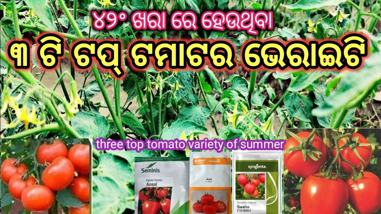 summer 3 top variety tomato//ଟାଣ ଖରା ର ୩ ଟି ଟପ୍ ଭେରାଇଟି ଟମାଟର// best ...