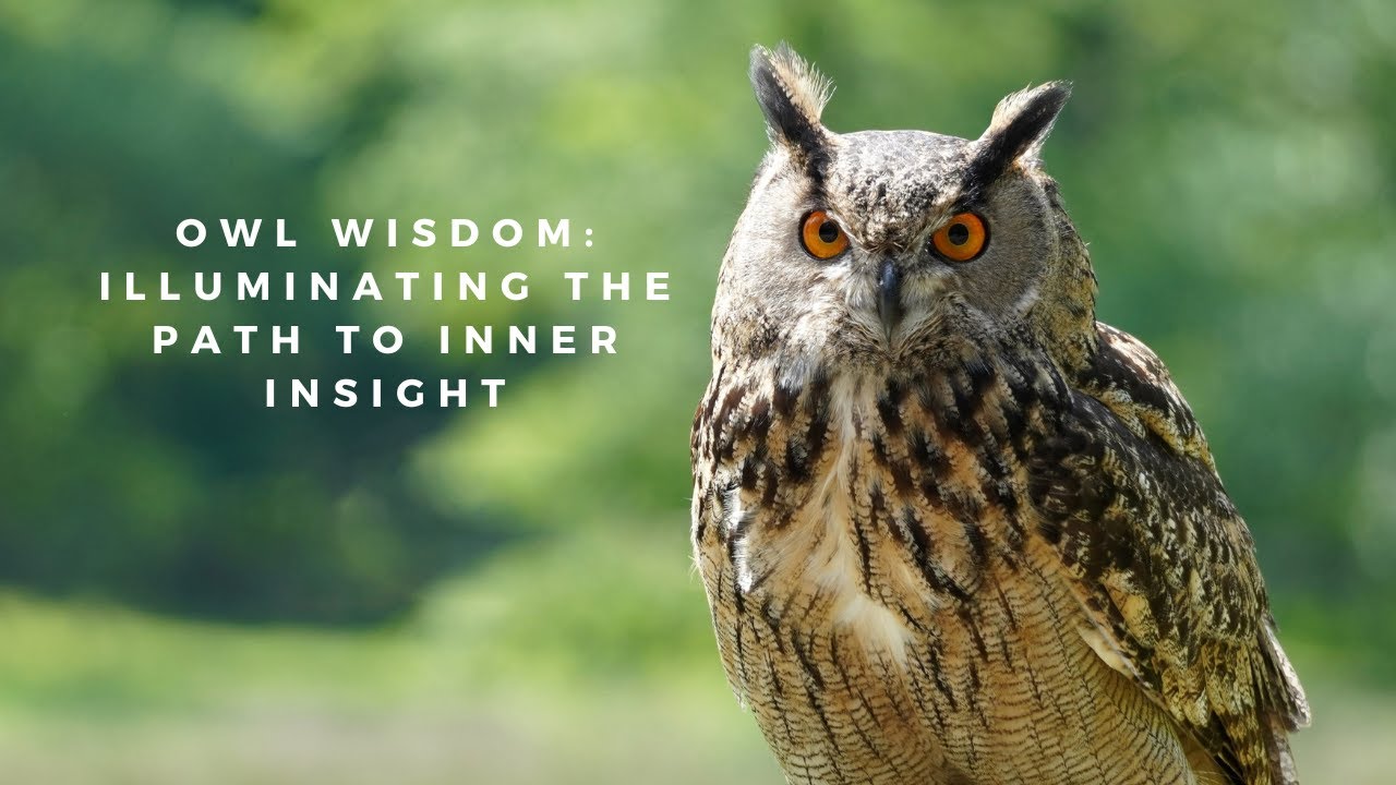 Owl Wisdom: Illuminating the Path to Inner Insight - YouTube